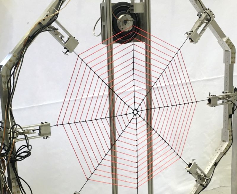 Giant web probes spider's sense of vibration - BBC News