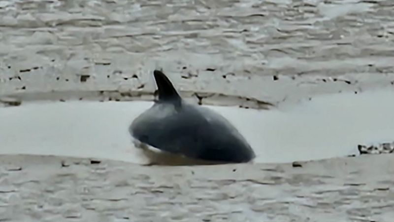 Porpoise rescued after getting stuck in Humber Estuary mud flats - BBC ...