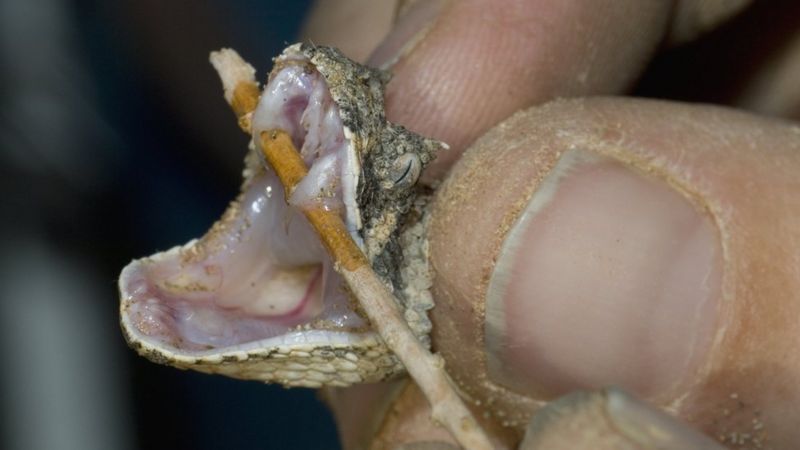 Snakebites: Like having my hand smashed by a hammer' - BBC News