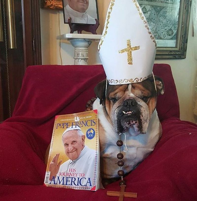 'Pope dogs' craze triggered by papal visit - BBC News
