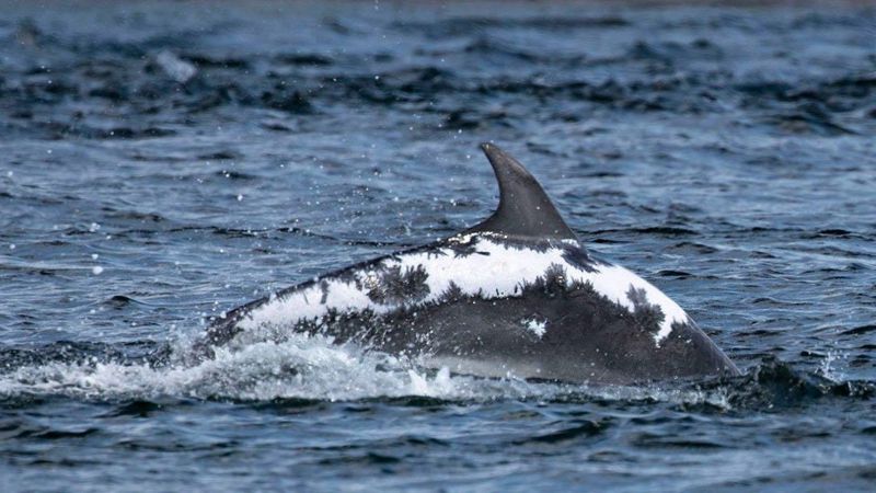Sunburned dolphin Spirtle continues to heal - BBC News