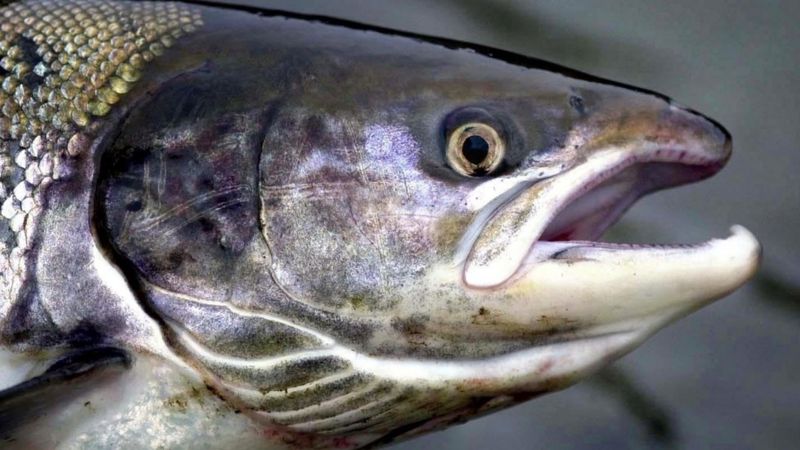 One in five Scottish fish farms 'not meeting standards' - BBC News
