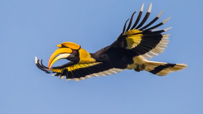 ¿Es el cálao la criatura más celosa del planeta? - BBC News Mundo