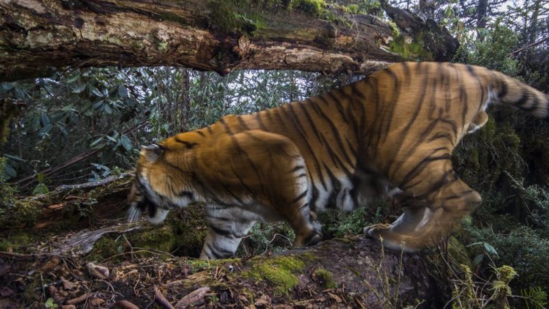 Super rare tigers photographed in the wild - BBC Newsround