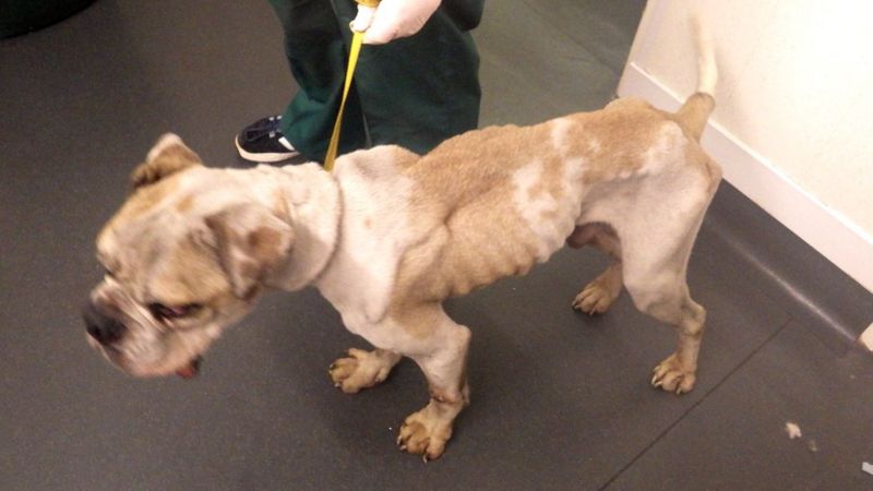 Couple who starved dogs and locked them in a cupboard are jailed - BBC News