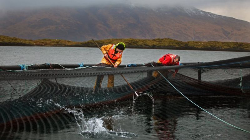 Is there a problem with salmon farming? - BBC News