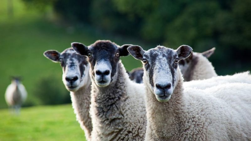 Sheep stolen from County Londonderry farm - BBC News