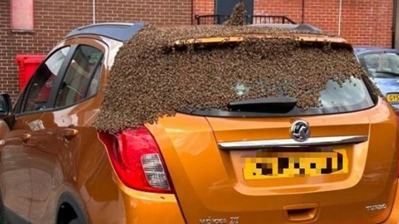Thousands of bees swarm over car in Northwich - BBC News