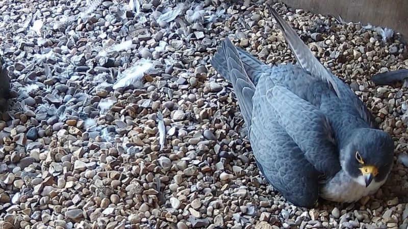 Peregrine falcon's body found after fall from Leicester Cathedral - BBC ...