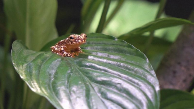 Young frogs camouflage themselves as poo, according to new study - BBC ...
