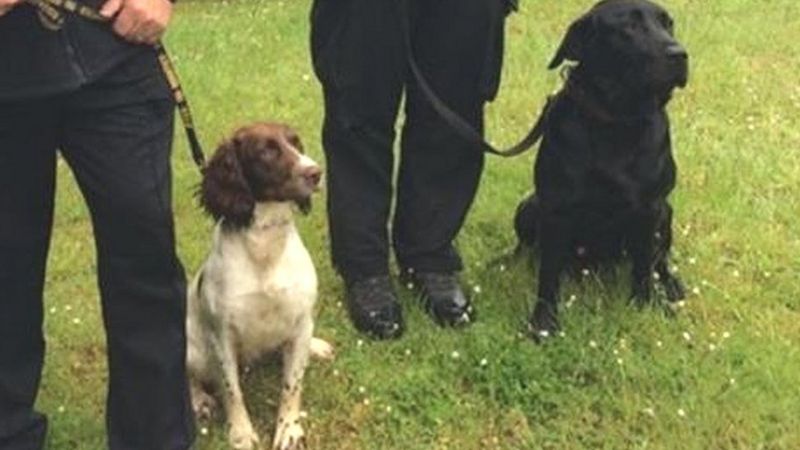 First 'digital dogs' police unit trained in Exeter - BBC News