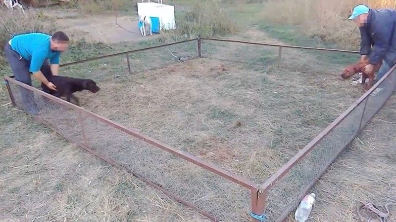 Inside the illegal world of organised dogfighting - BBC News