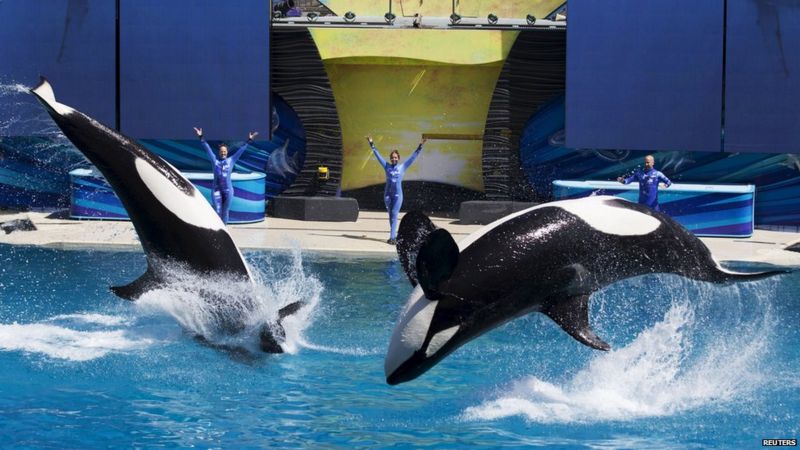 The story of SeaWorld's Shamu killer whales - BBC News