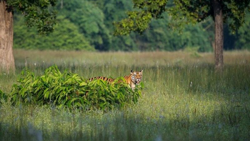 كيف ترصد النمر في الغابة قبل أن يراك؟ - BBC News عربي