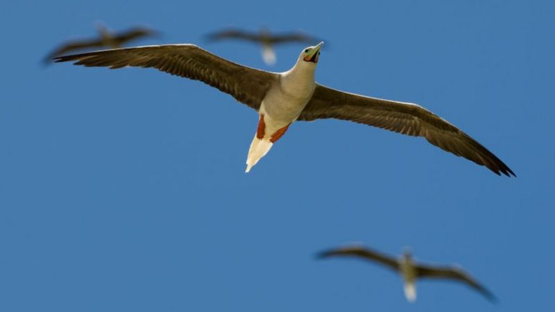 Plastic pollution: 'Hidden' chemicals build up in seabirds - BBC News