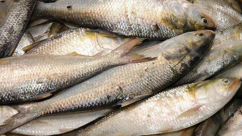 پلّا مچھلی، ’سفید ہاتھی‘ اور برصغیر کی تاریخ میں دیے جانے والے چند ...