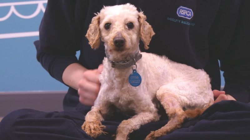 Skegness RSPCA rescue dogs get new lease of life - BBC News