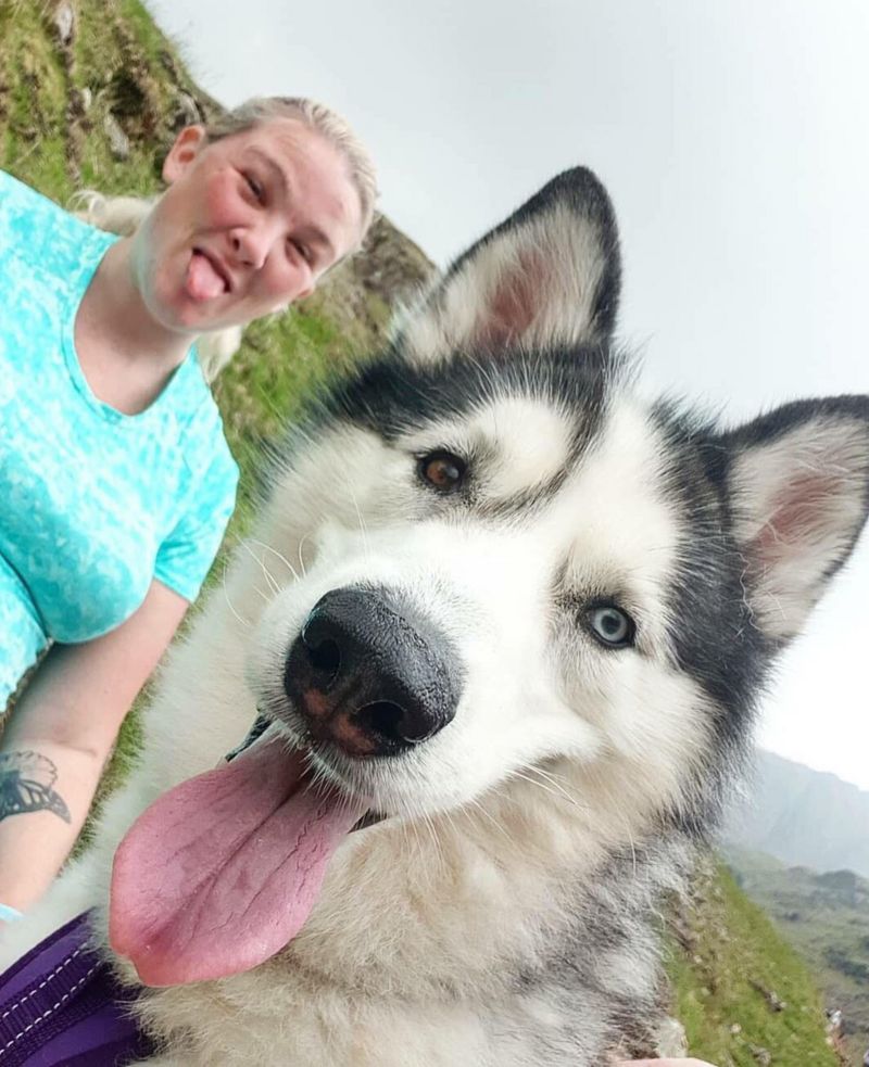 Hurt husky stretchered off Scafell Pike by rescue team - BBC News
