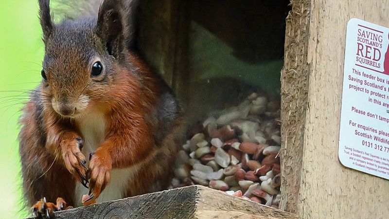 Scotland's red squirrel population remains stable - BBC News