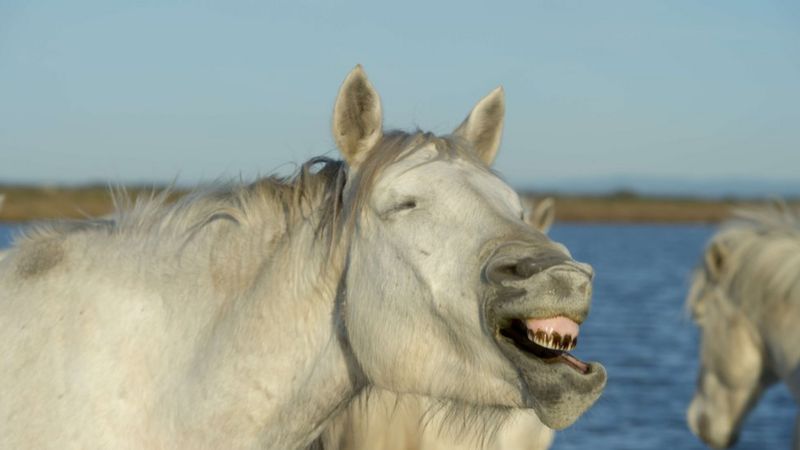 Horse sense: Happiest equines love to snort, says study - BBC News
