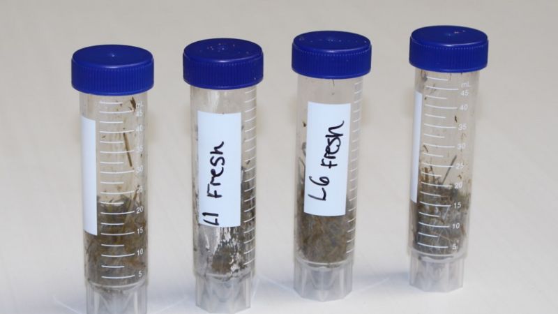 How is elephant poo helping conservationists? - BBC Newsround