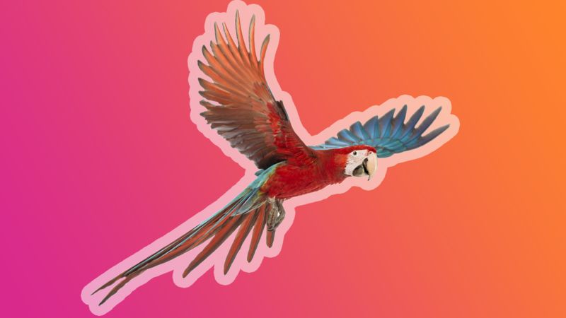 Friskney's swearing parrots to gain 'discreet' aviary - BBC News