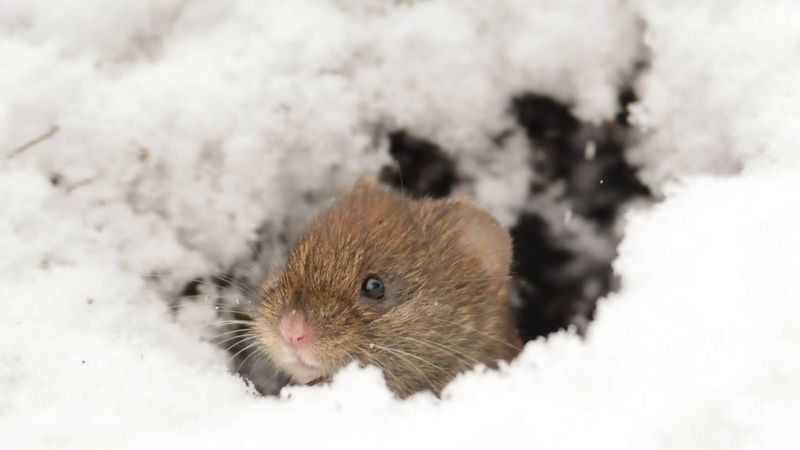 Animals brave snow and freezing temperatures - BBC News