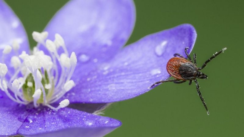 Ticks emerge early in February's mild weather - BBC News