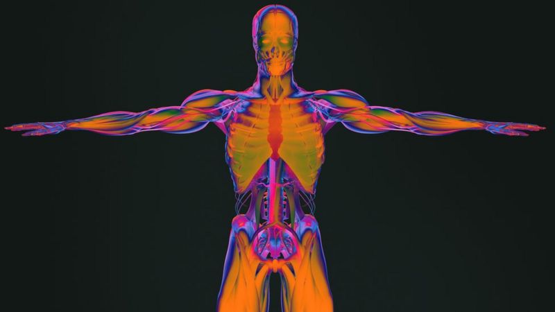 ¿Qué ocurre con los cuerpos que se donan a la ciencia? - BBC News Mundo