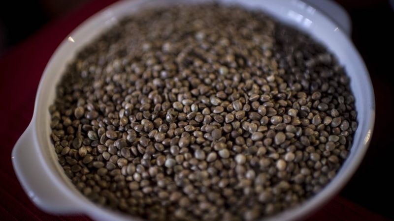 Como o uso de maconha medicinal tem crescido no Brasil - BBC News Brasil