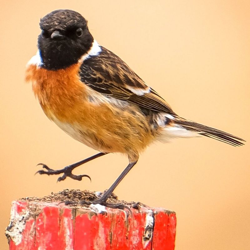 Your pictures of Scotland: 10-17 June - BBC News