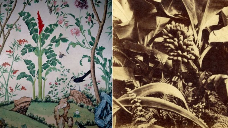 The imminent death of the Cavendish banana and why it affects us all ...