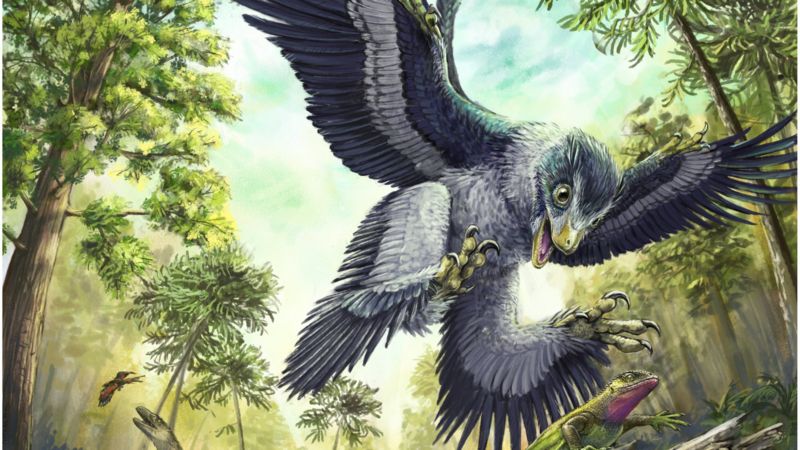 How birds of a feather evolved together - BBC News