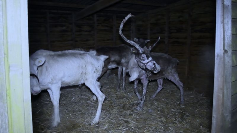 Secret cameras reveal reindeer abuse at animal centres - BBC News