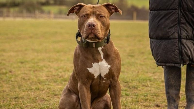 XL bully dog owner campaigns to overturn ban - BBC News