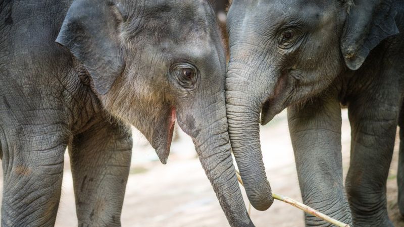 Elephant dictionary created to help understand the gentle giants - BBC ...