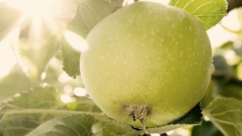 Who was the real Granny Smith? - BBC News