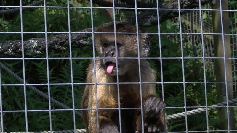 Looe Monkey Sanctuary warns of closure risk - BBC News