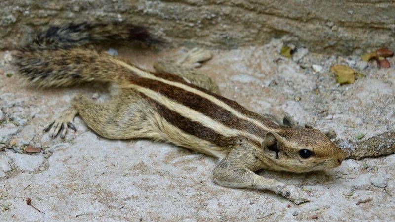 Why animals can be seen 'splooting' in hot weather - BBC Newsround