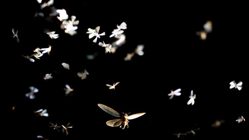 Why are bugs attracted to light? - BBC Newsround