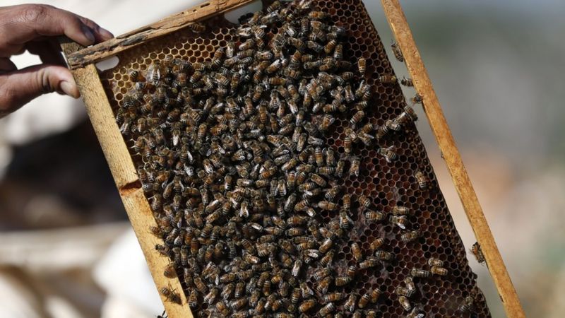 Creating a buzz: Using bees to pull people out of poverty - BBC News