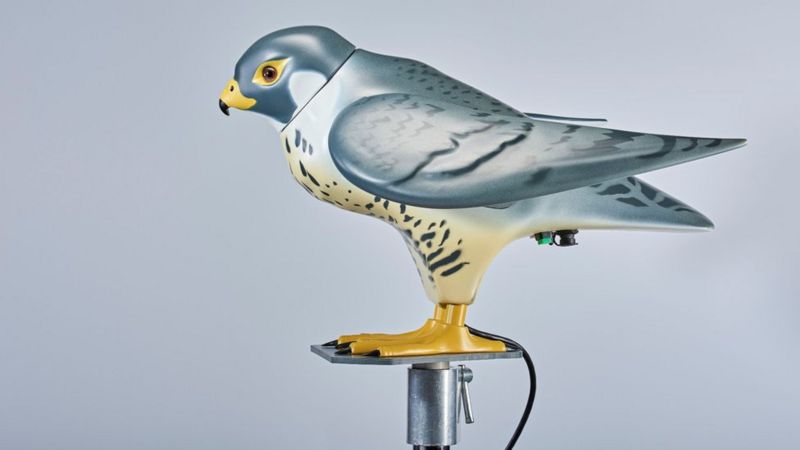 The robotic falcon maker who lost £100,000 to cyber criminals - BBC News