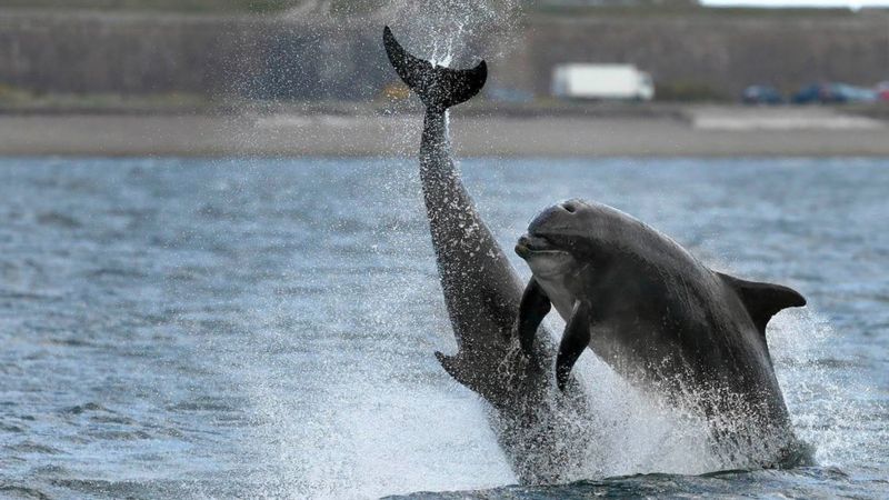Dolphin photographed attacking porpoise off Aberdeen - BBC News