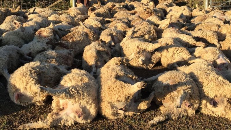 Hundreds of dogs shot for worrying sheep - BBC News