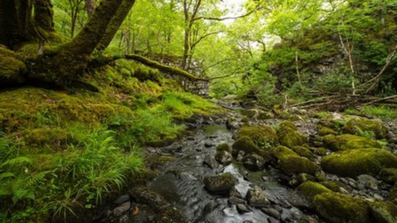 £8.6m boost to restore Wales' Celtic rainforests - BBC News