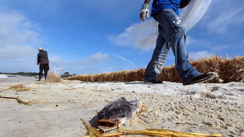 "Zona muerta" del golfo de México: la preocupante expansión de esta ...