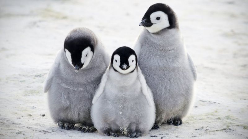 World Penguin Day: Try our penguin quiz! - BBC Newsround