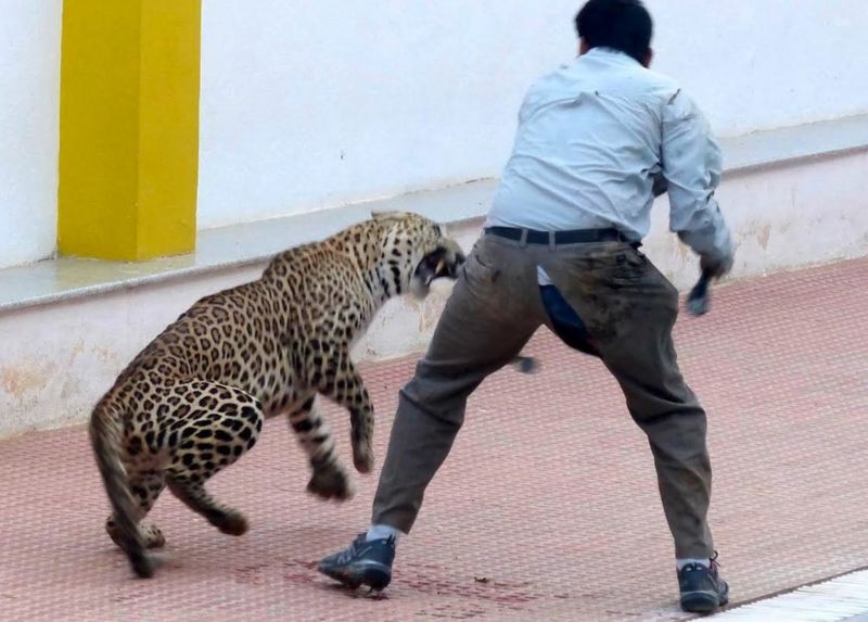 Indian leopard injures six in Bangalore school - BBC News