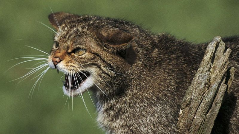 'Enormous wildcat' found in Aberdeenshire forest - BBC News