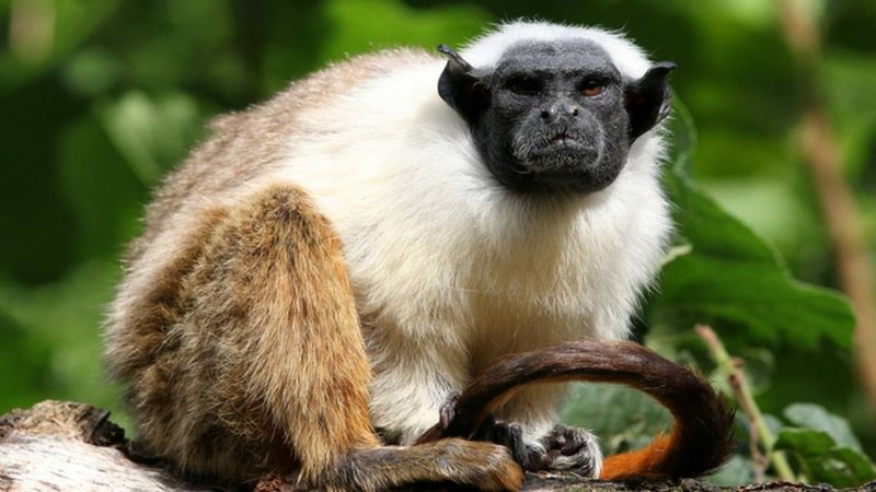 Noise pollution: Monkeys are communicating with smells because of loud ...